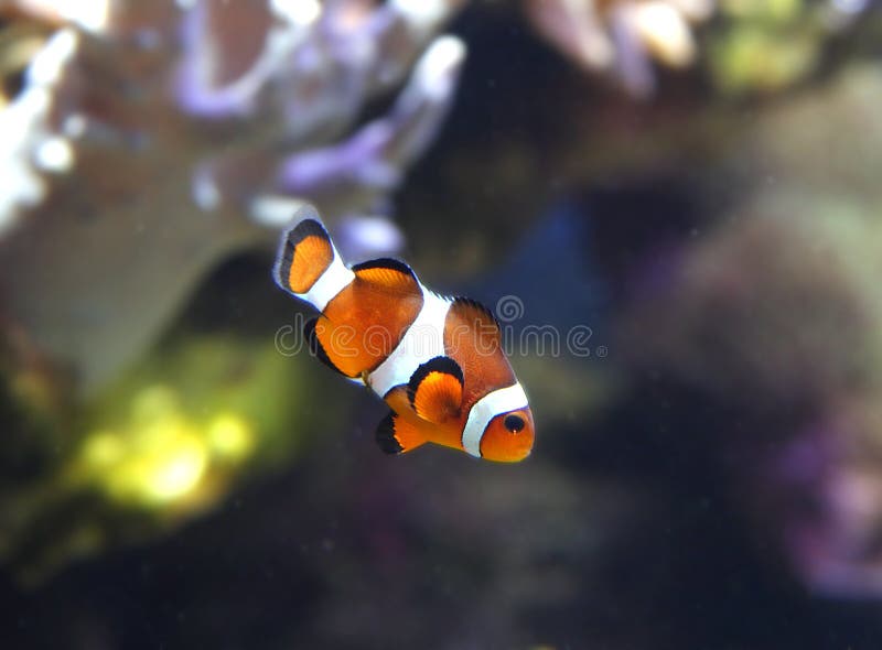 Fish stock image. Image of beautiful, brown, fins, wild - 83428251