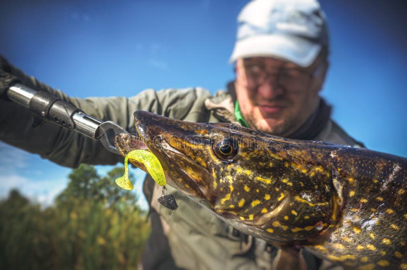 Fish in angler hand. Pike stock image. Image of leisure - 190042045