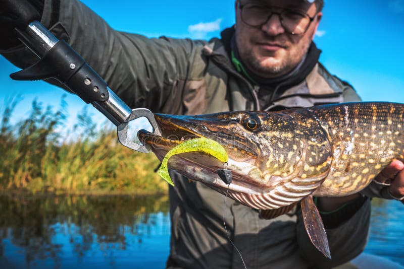 Fish in angler hand. Pike stock photo. Image of catch - 190042062