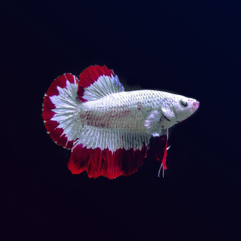 Fish , Animals , Siamese Fighting Fish Stock Image - Image of animal ...
