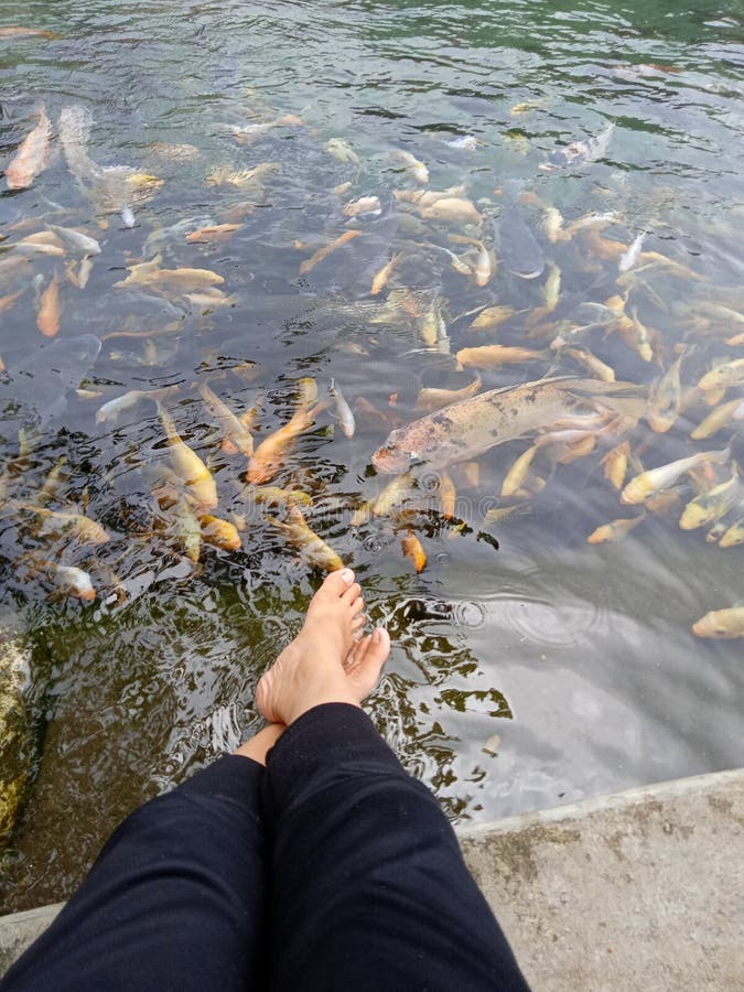 Fish Animals Water Treatment Stock Image - Image of treatment, sweet ...