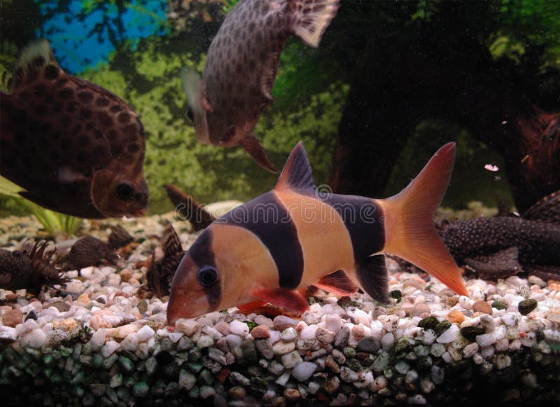 Clown Loach Fish Botia Macracantha Stock Photos - Free & Royalty-Free ...
