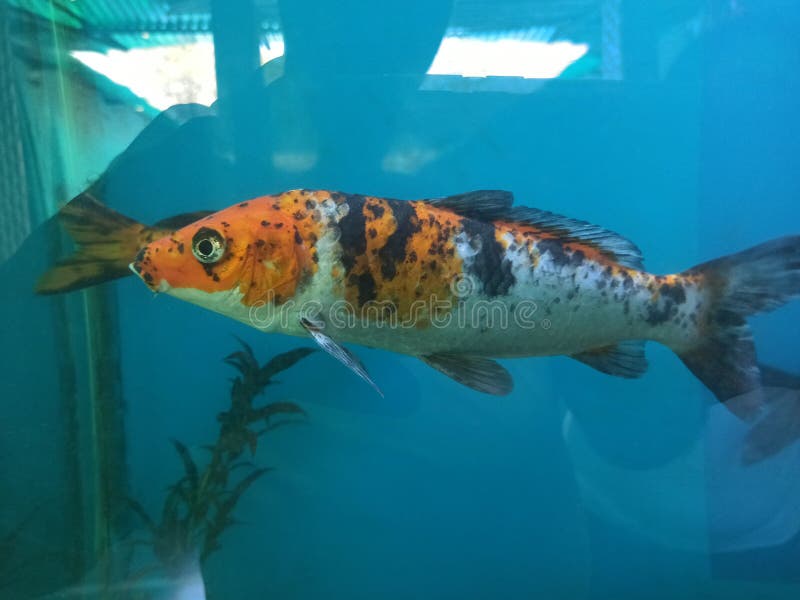 Shubanki Stock Photos - Free & Royalty-Free Stock Photos from Dreamstime