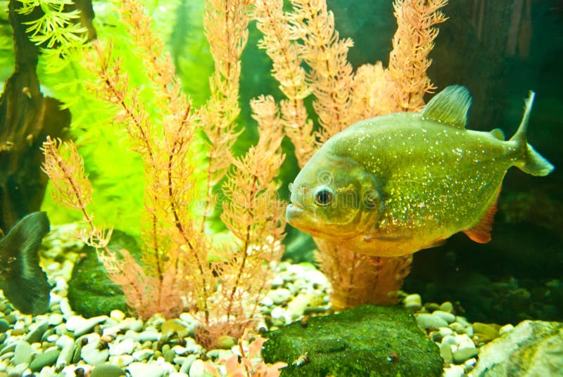 Single Fish In Aquarium Picture. Image: 101541884