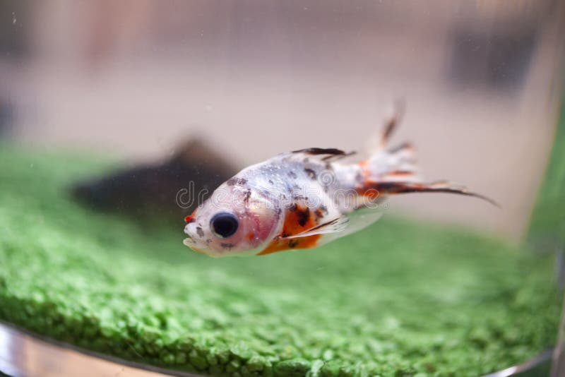 Fish in aquarium stock photo. Image of life, marine, desire - 28925518