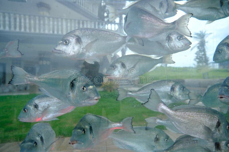Big aquarium fish stock photo. Image of countries, biology - 96321674