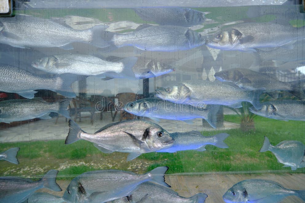 Fish in the aquarium stock photo. Image of organism - 272462324