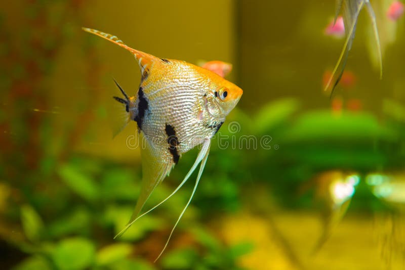 Fish aquarium close stock photo. Image of beautiful - 142854612