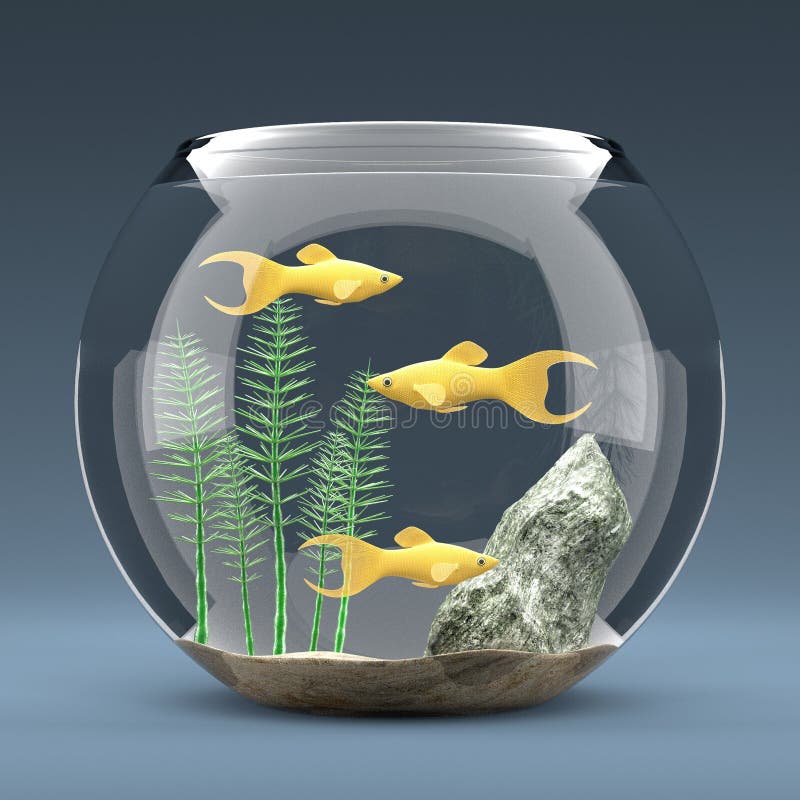 Fish aquarium stock illustration. Illustration of full - 55723842