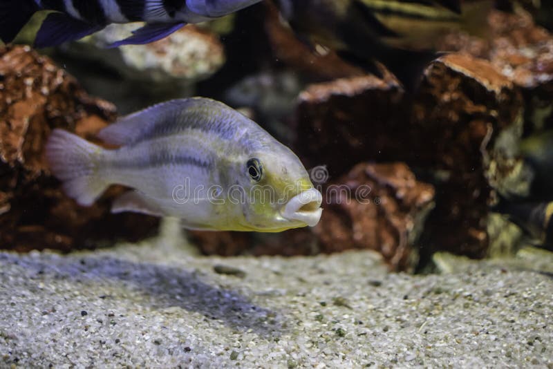 Fish in an aquarium stock photo. Image of life, freshwater - 91714006