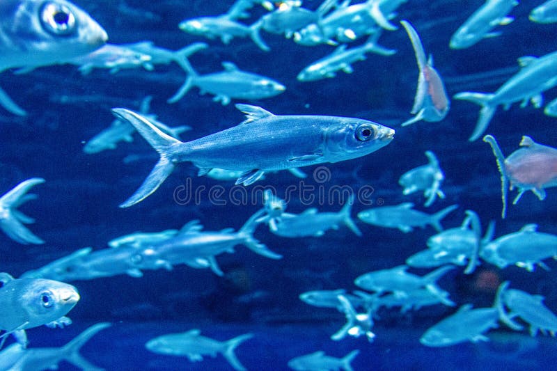 Fish in a Aquarium in Hong Kong, China Stock Image - Image of multiple ...
