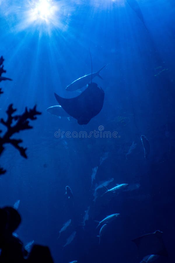 Fish in a Aquarium in Hong Kong, China Stock Photo - Image of park ...