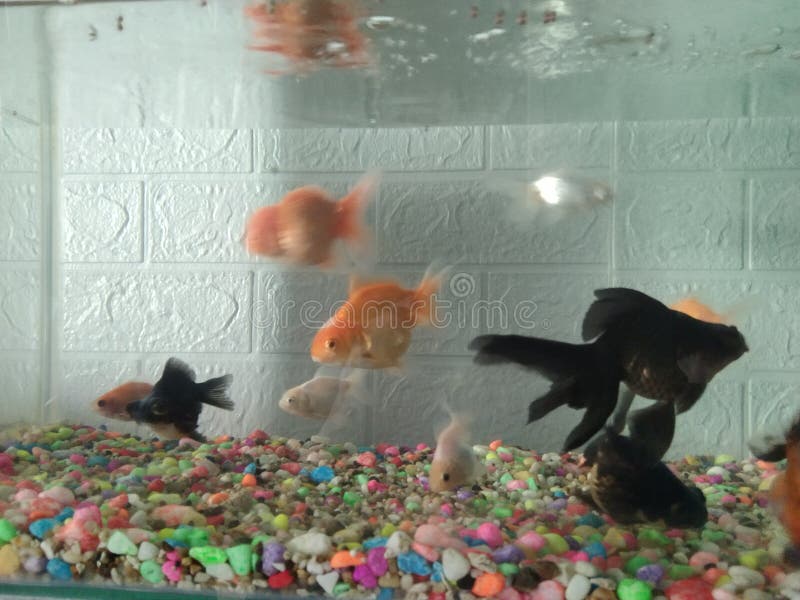 Fish Aquarium Indors House Man Stock Photo - Image of animal, wildlife ...