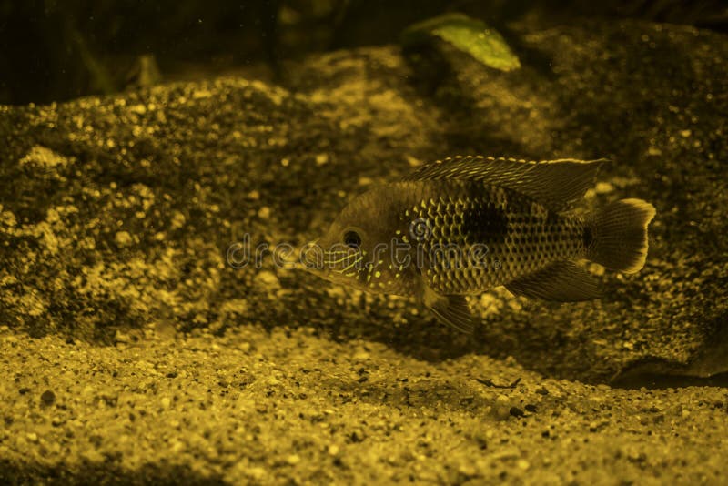 Fish in an aquarium stock photo. Image of cichlid, beauty - 91713540
