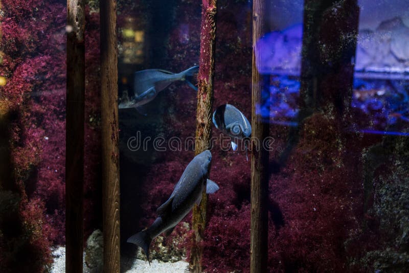 Fish in the Aquarium of the Oceanarium in Milan Italy Stock Image ...