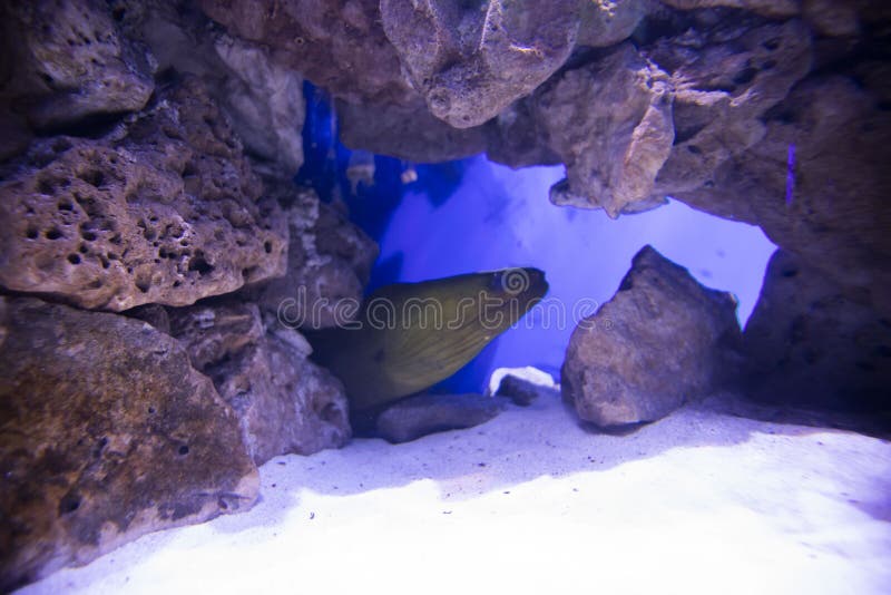 Fish in the Aquarium. Oceanarium. Ocean Fish in the Aquarium. Nature ...
