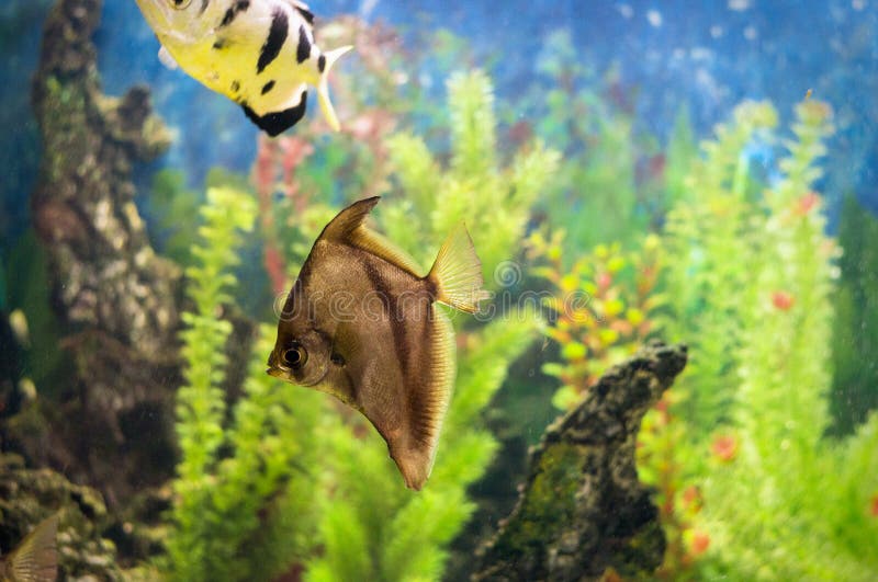 African Moony (Monodactylus Sebae) Saltwater Aquarium Fish Stock Image ...