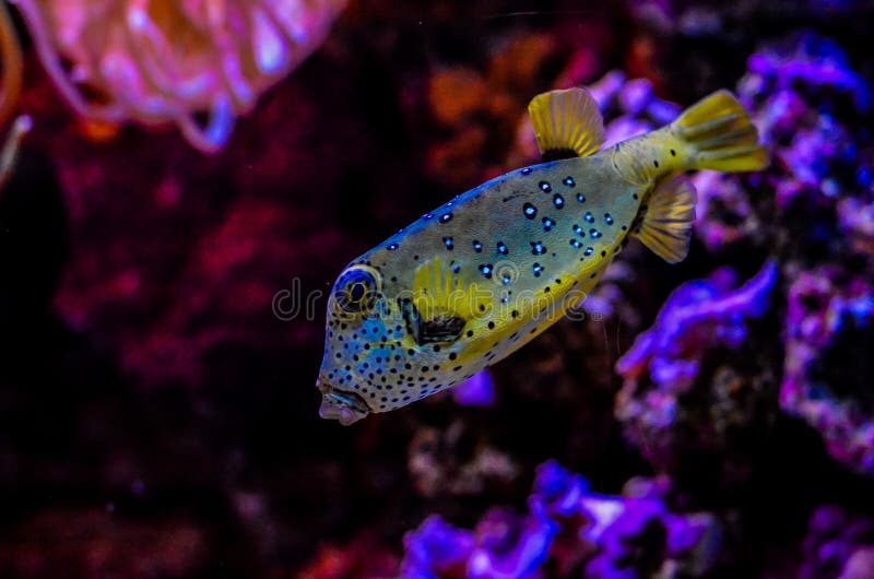 Fish in Aquarium stock photo. Image of undersea, fish - 308324250