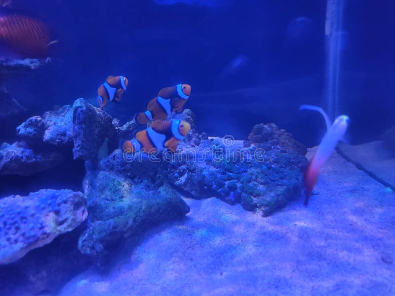 Fish Aquarium Reef Nemo Beautiful Cute Sea Colour Stock Photo - Image ...