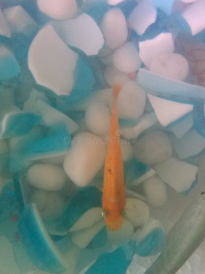 Fish in aquarium stock image. Image of orange, fish, resting - 69965299