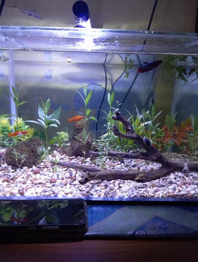 Fish Aquarium Scape Beauty in Rom Stock Photo - Image of aquarium ...