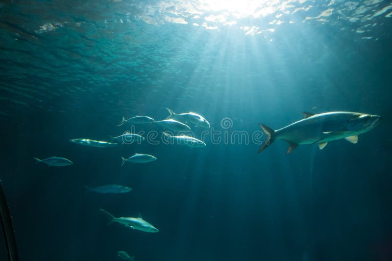 Fish in Blijdorp Zoo Aquarium Stock Image - Image of ocean, aquarium ...