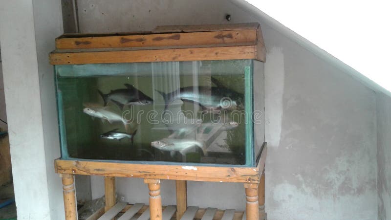 Aquarium Fish Stand stock photo. Image of fish, aquarium - 123563984