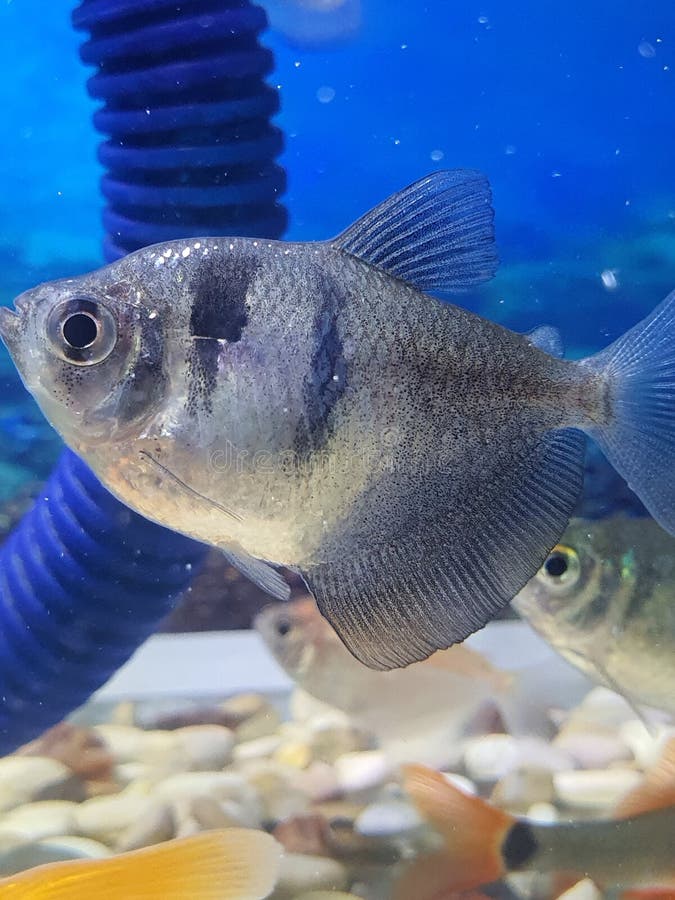 Fish Aquarium Silver Little Stock Photo - Image of animal, fish: 240048066