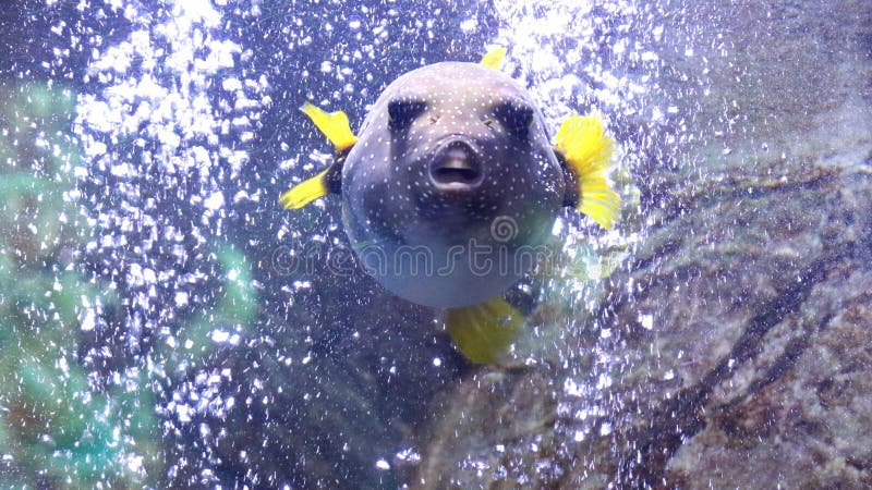 Fish in aquarium stock photo. Image of peaceful, bubbles - 53530406