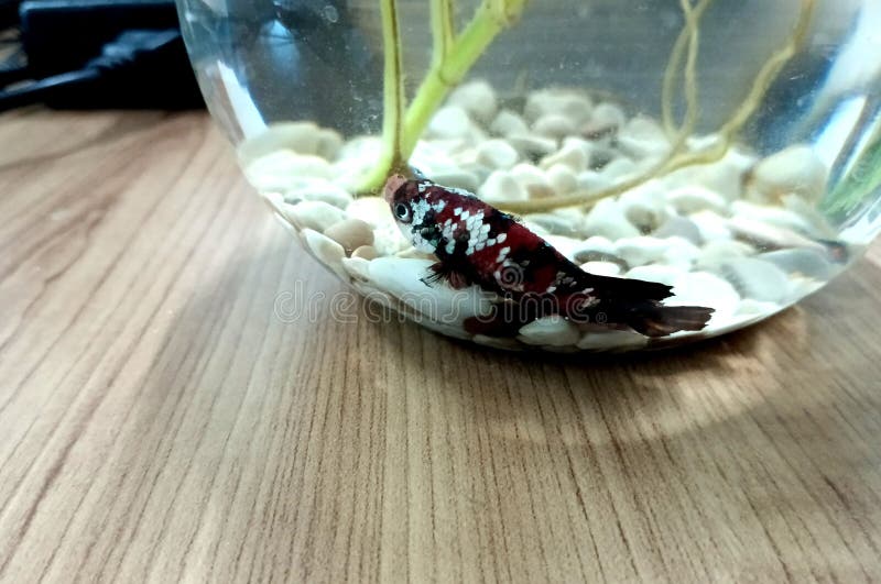 A Fish in an Aquarium on the Table Stock Image - Image of water, glass ...
