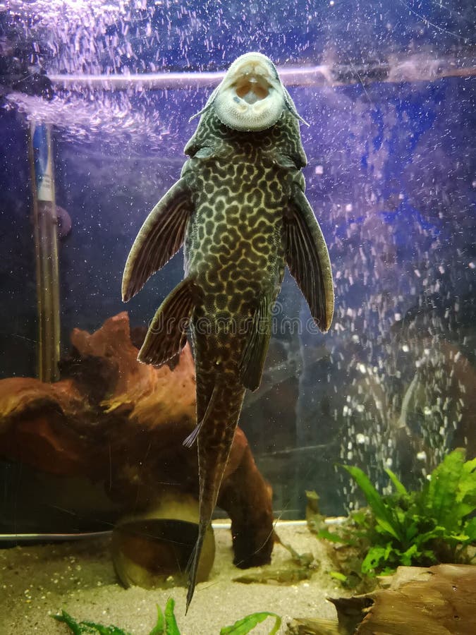 Fish. Plecostomus, pleco stock photo. Image of aquarium - 143576130