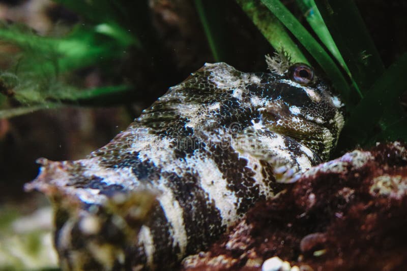 A Fish in Aquarium Trying To Hide Away Stock Image - Image of size ...