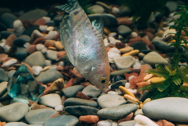 Fish in Aquarium, Underwater Macro Shot Stock Image - Image of beauty ...