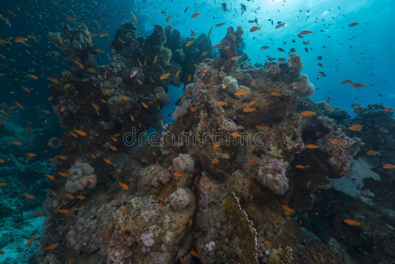 Fish and Aquatic Life in the Red Sea. Stock Image - Image of life ...