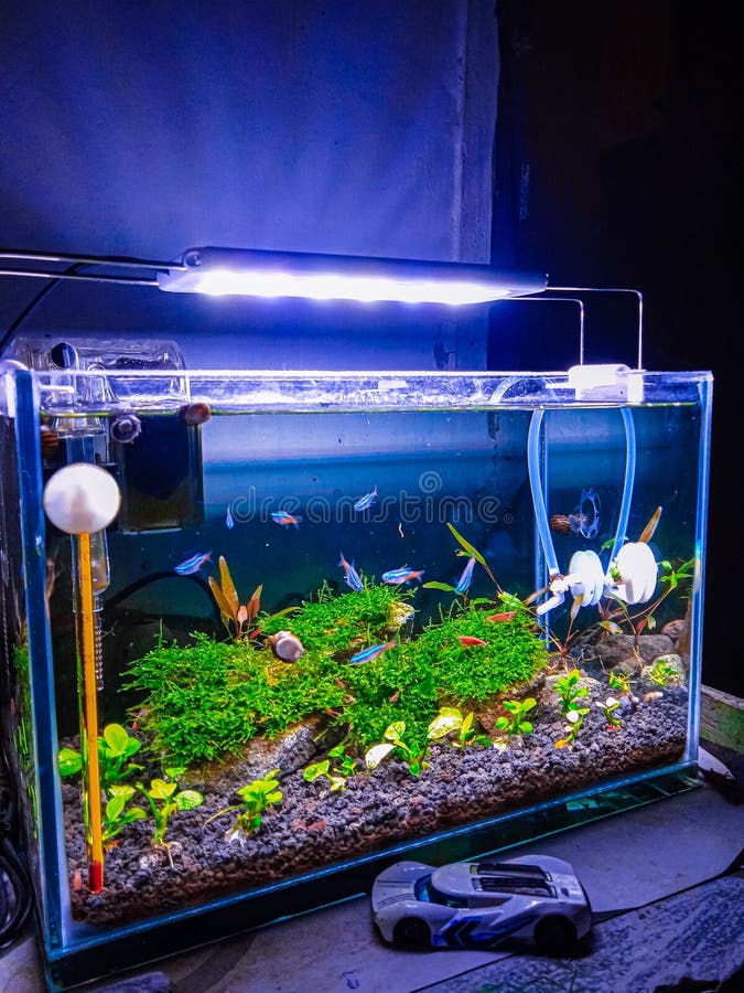 Fish and Aquatic Plants Live Together in the Aquarium Stock Photo ...
