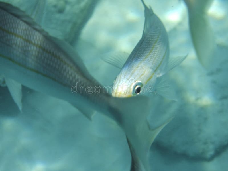 Fish in Aruba stock photo. Image of ocean, marine, water - 105739778