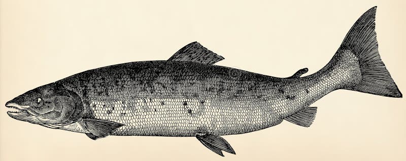 The Fish - Atlantic Salmon (Salmo Salar). Stock Illustration ...