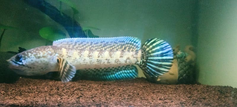 Fish aurantimaculata stock image. Image of aurora, fish - 265484619