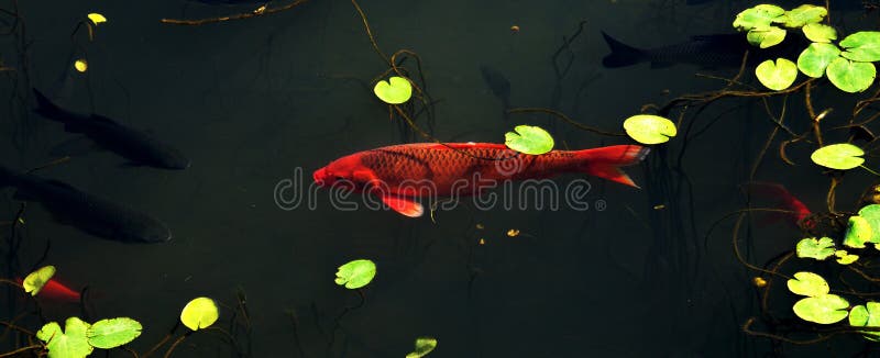 Fish in autumn stock photo. Image of grass, green, fresh - 78867746