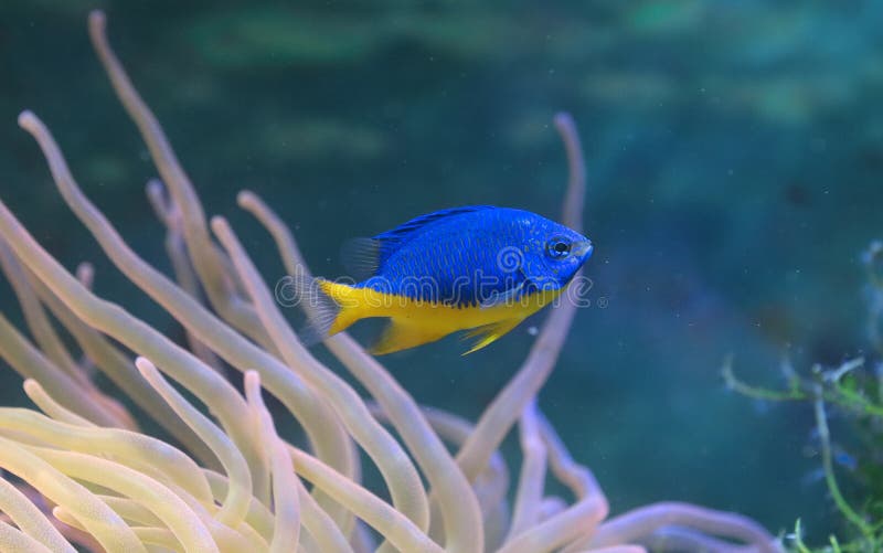 Fish azure chrysiptera stock photo. Image of flora, water - 230805190