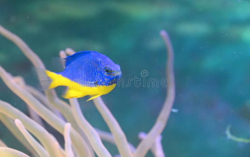 Fish azure chrysiptera stock image. Image of marine - 244755539