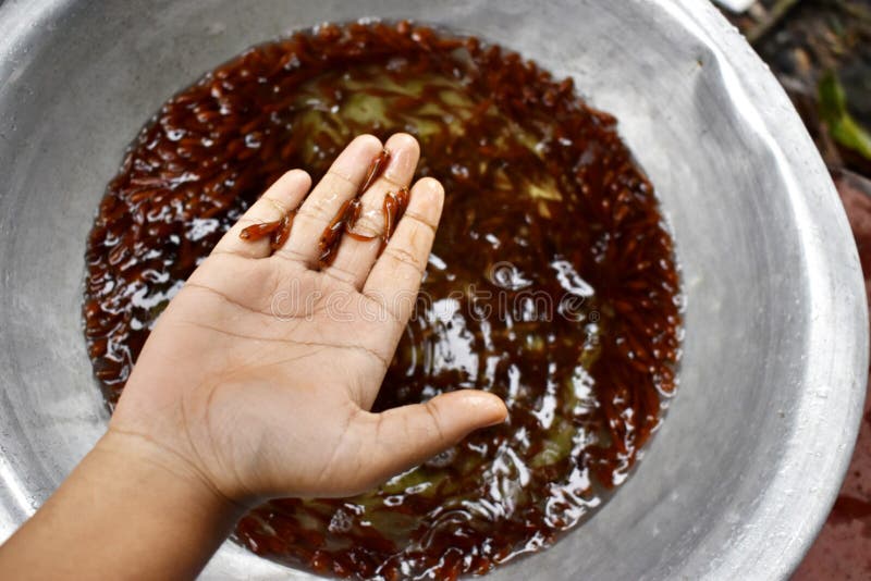 Fish baby stock photo. Image of beauty, look, water - 123641660