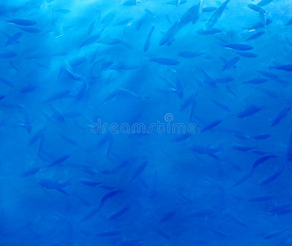 3,112 Swimming Wide Background Stock Photos - Free & Royalty-Free Stock ...