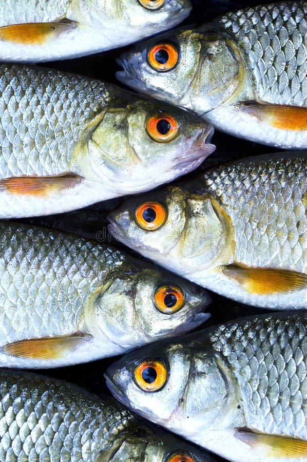 Fresh Catch of Redfish and Black Drum Stock Photo - Image of black ...