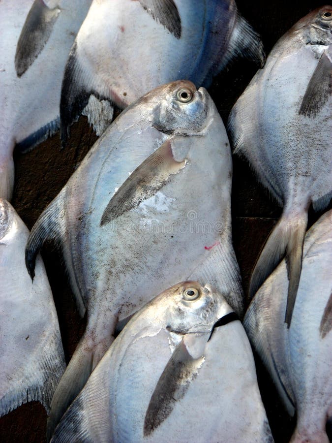 Pastel Fish stock photo. Image of specie, nonveg, death - 2230904