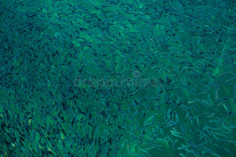 Trout farm stock image. Image of farming, animals, group - 20094973