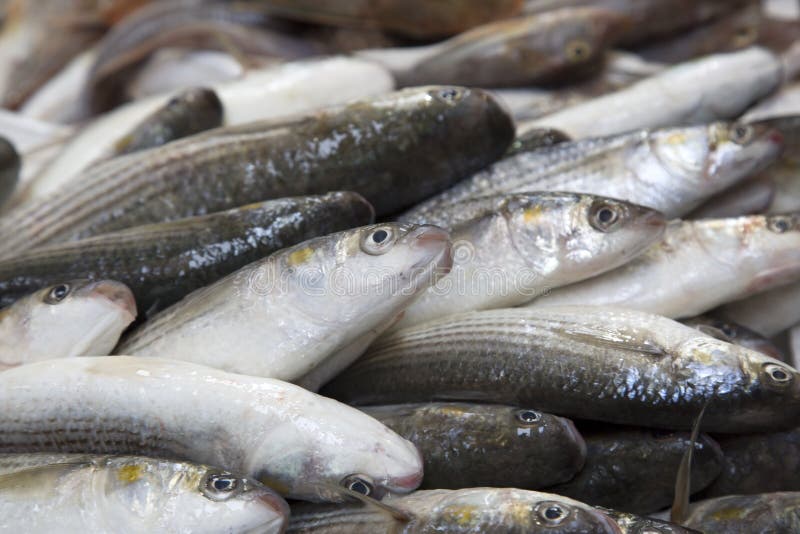 Fresh Fish Background stock image. Image of italian - 191601087