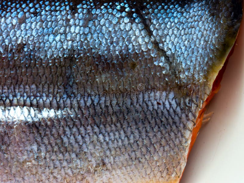 Fish background. stock image. Image of macro, protein - 51964213