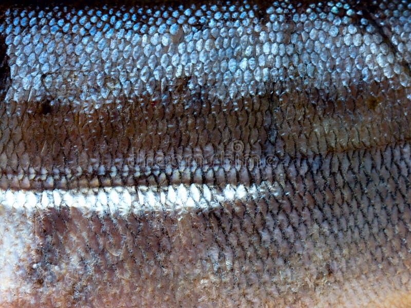 Fish background. stock image. Image of closeup, fresh - 51964857