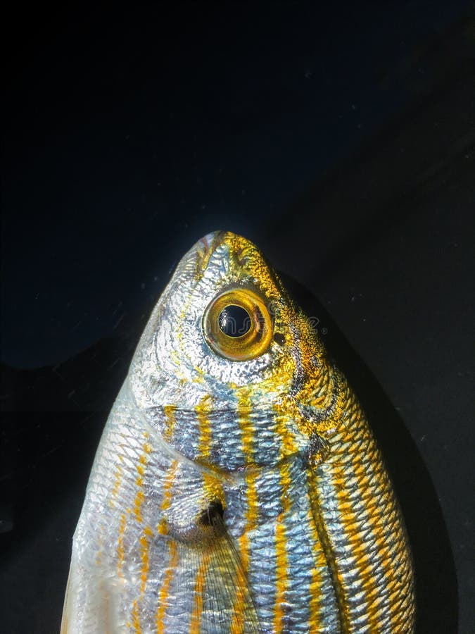 The Fish Background Unit Isolate Stock Photo - Image of graphic ...